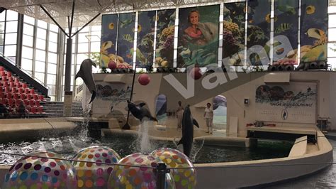 Делфинариум Варна с безплатни представления за деца Будна Варна