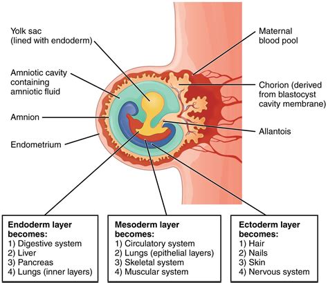 Embryonic Development Anatomy And Physiology Physiology