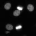 Examples CellProfiler