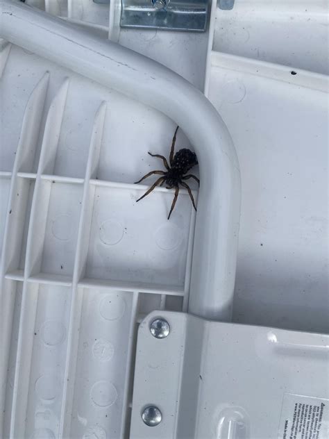 Mommy Spider R Spiders