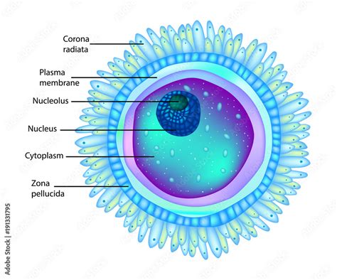 Egg Cell Diagram
