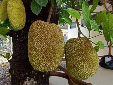 Jackfruit Artocarpus Heterophyllus Stock Image Image Of Insect