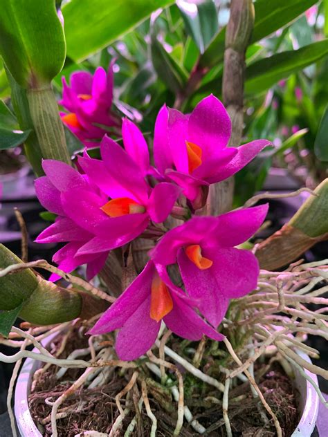 Dendrobium Hibiki Orchidable