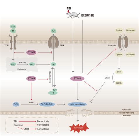 The Schematic Representation Indicating The Role Of Sting In Download Scientific Diagram