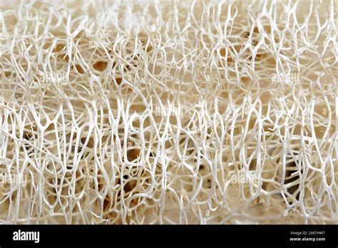 Sponge Cucumber Luffa Aegyptiaca Luffa Cylindrica Fibrous Interior