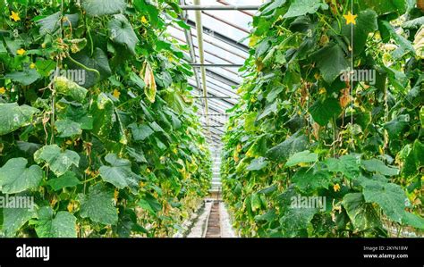 Rows Of Flowering Cucumber Plants In A Heated Agricultural Greenhouse