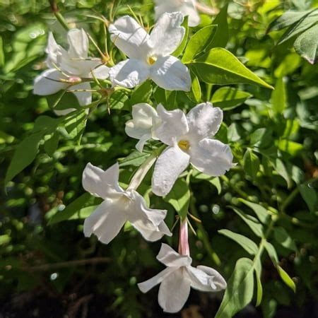 Easy To Grow 2 Jasmine Officinale Potted Vine Plants White Flowers
