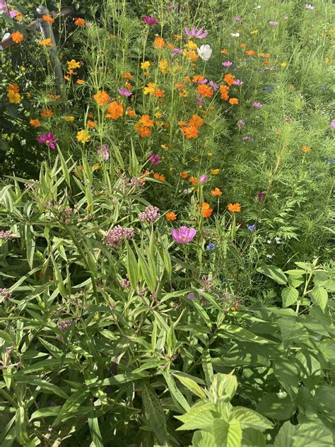 Pollination Garden Is Literally Buzzing With Bees Rgardening