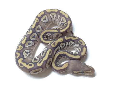 Mojave Ghost Ball Python For Sale With Live Arrival Guarantee