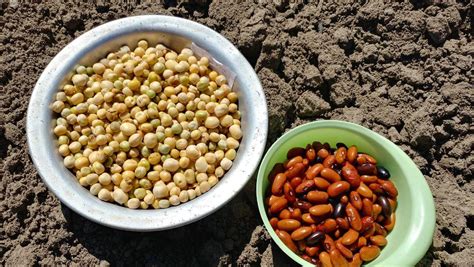 Замочування гороху перед посадкою чому це критично для вашого врожаю