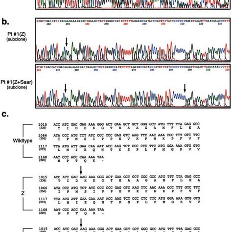 Sequence Analysis Of Patient 1 A Reverse Transcriptase Pcr Fragment Download Scientific