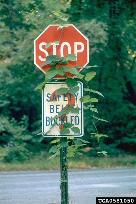 Using Gis To Analyze And Predict Invasions