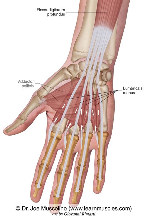 Lumbricals And Interossei Of Hand