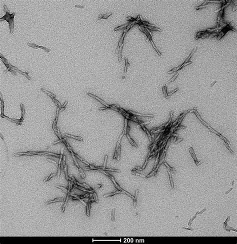 Tau And Alpha Synuclein Co Polymer Fibrils Spr 494