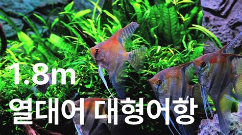18m 대형 열대어 어항에 트윈스타 G라인 설치 Youtube