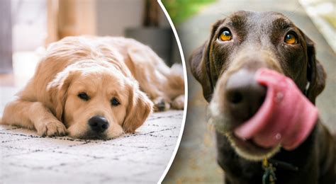 Чому не можна дивитися собаці в очі чітке пояснення дресирувальника Читайте на Ukr Net