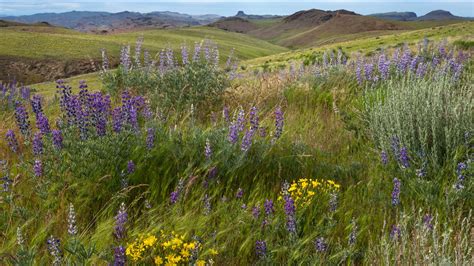 Wildlife Of The Owyhee Canyonlands