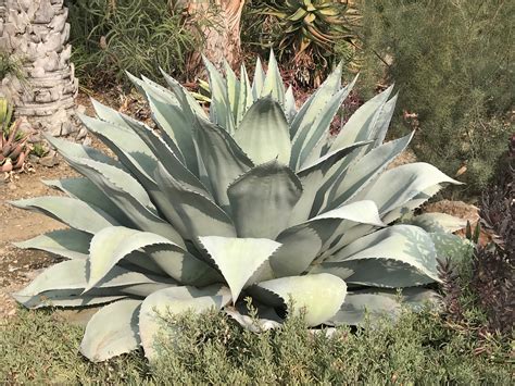 Agave Good For Infants At Lauren Murphy Blog