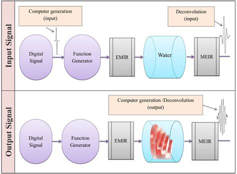 Schematic Diagram Illustrates The Process Of This Experiment The Top Download Scientific