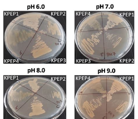 Eps Producing Bacterial Isolates At Different Ph 60 70 80 And