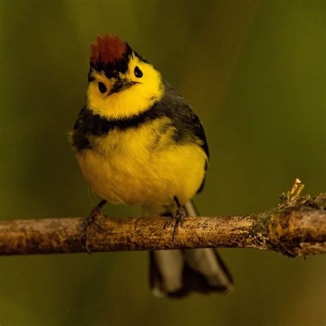 Oregon — Red Hill Birding