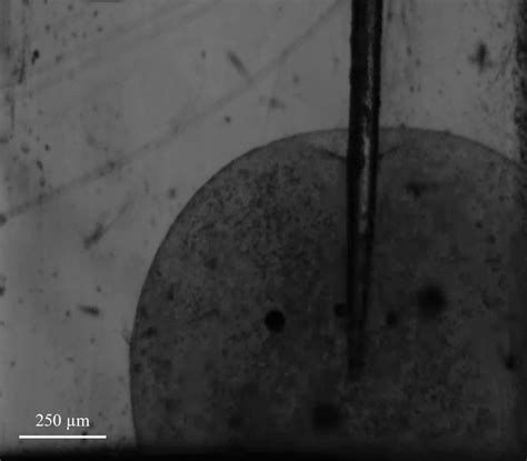 Positioning Of The Optical Microsensor At The Center Of The Cell Laden