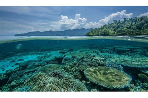 Evaluating The Impact Of Habitat Fragmentation On Generative Ai Premium Ai Generated Image