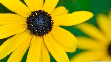 Black Eyed Susan 4k Uhd Wallpaper For Ultrahd Desktop And Tv