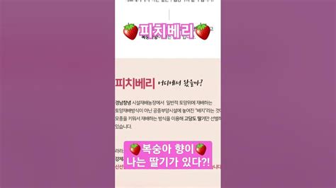 복숭아 향이 나는 딸기🍓피치베리🍓 Shorts 먹방 먹방브이로그 딸기 피치 피치베리 과일 신기한 디저트 후식 달달구리 구독 좋아요 구독과좋아요