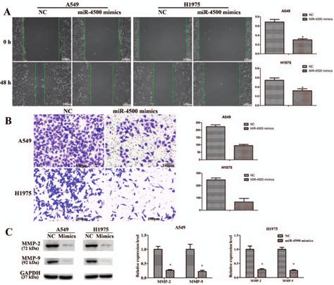 Mir 4500 Suppresses Nsclc Cell Migration And Invasion In Vitro A A