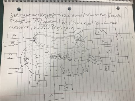 Unit 4 Diagram Quizlet