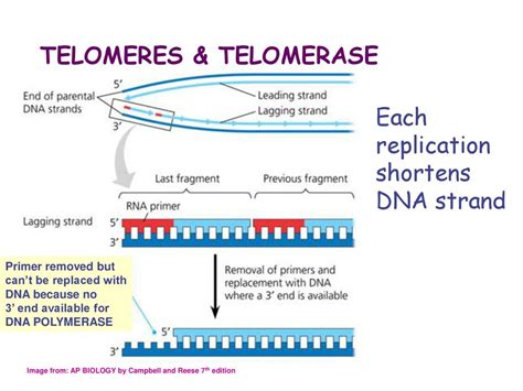 Chapter 16 Dna Replication Ppt Download