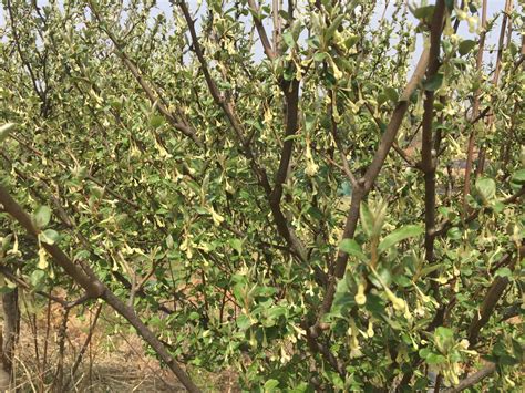 개화할려는 보리수나무 근접 촬영