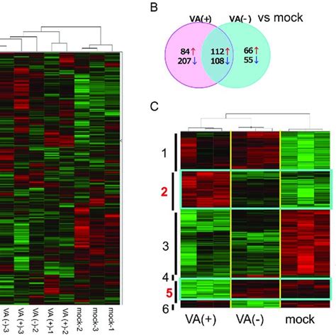 Microarray Analysis Global Gene Expression Analysis Of Adv Infected Download Scientific