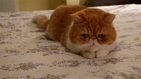 Extremely Cute Cat Video Of An Exotic Shorthairflat Face Cat Youtube