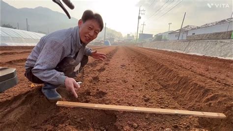 고추두둑 이정도 크기는 되어야 합니다 Youtube