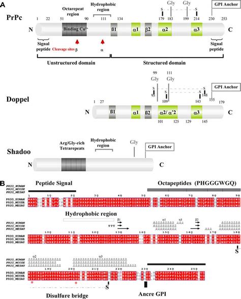 A Schematic Representation Of The Domain Architecture Of The Prion Download Scientific