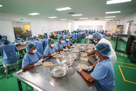 Japans Support For Cambodias Cashew Industry Aspirations Cashew Nut