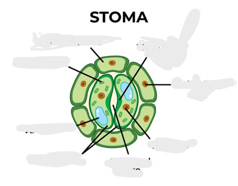 ბაგის აგებულება Quiz