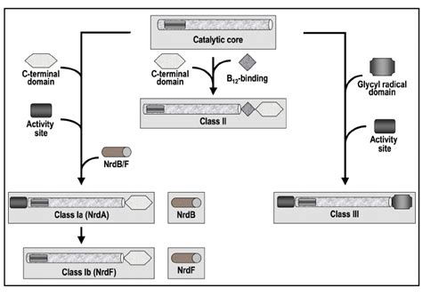 Schematic Representation Of The Modularity Hypothesis For Rnr Class Schematic Representation Of The Modularity Hypothesis For Rnr Class