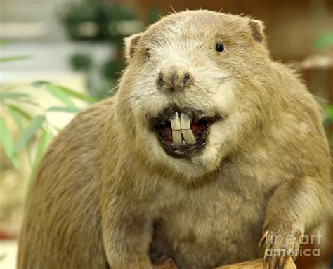 Big Beaver With Huge Incisors Photograph By Fed Cand