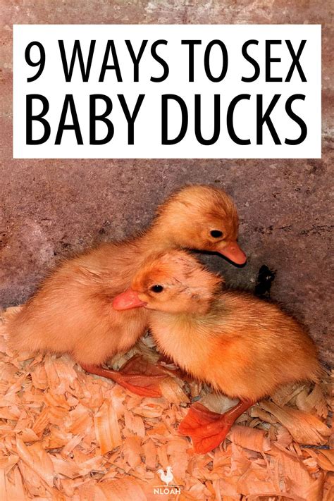 Ways To Sex Ducks And Baby Ducks