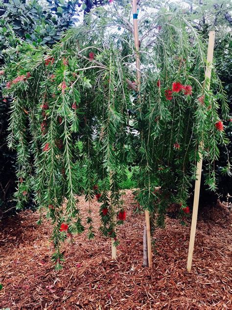How Big Does A Weeping Bottlebrush Tree Get At Sandra Anker Blog