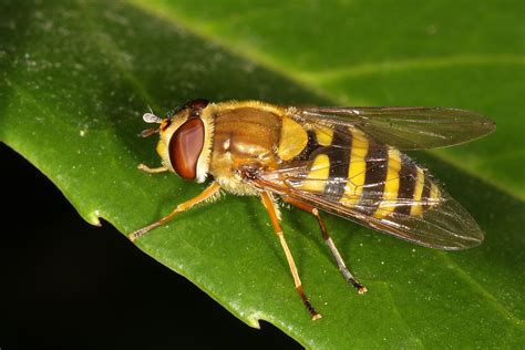 Schwebfliege Foto And Bild Schwebfliegen Fotos Sommer Bilder Auf Fotocommunity