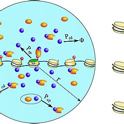 Schematic Of The Reaction Diffusion Model In Which Each Lattice Site Represents A Nucleosome