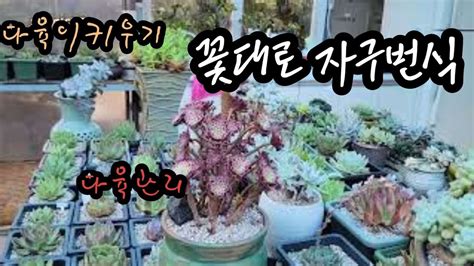 블레드레곤 꽃대로 자구번식 힐링 다육이키우기succulent Garden Gardening 다육이농장 다육이분갈이 태풍 농장생활 꽃대번식다육이통풍다육이