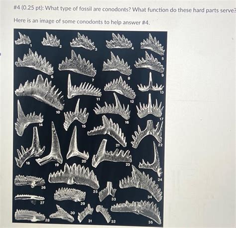Solved 4025pt What Type Of Fossil Are Conodonts What