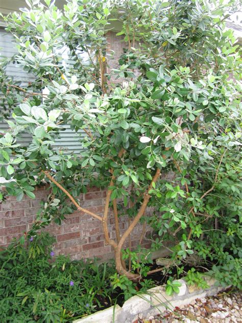 Pineapple Guava Acca Sellowiana Lisas Landscape And Design