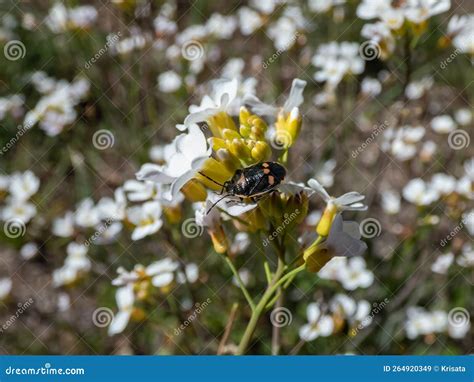 Bug Crucifer Shield Bug Or The Brassica Bug Eurydema Oleracea With Shiny Dark Bodywith Yellow