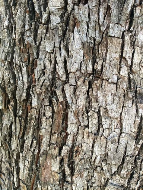 Bark Of Jujube Tree Rough And Shaggy Bark Stock Image Image Of Rough Punjab 265580687